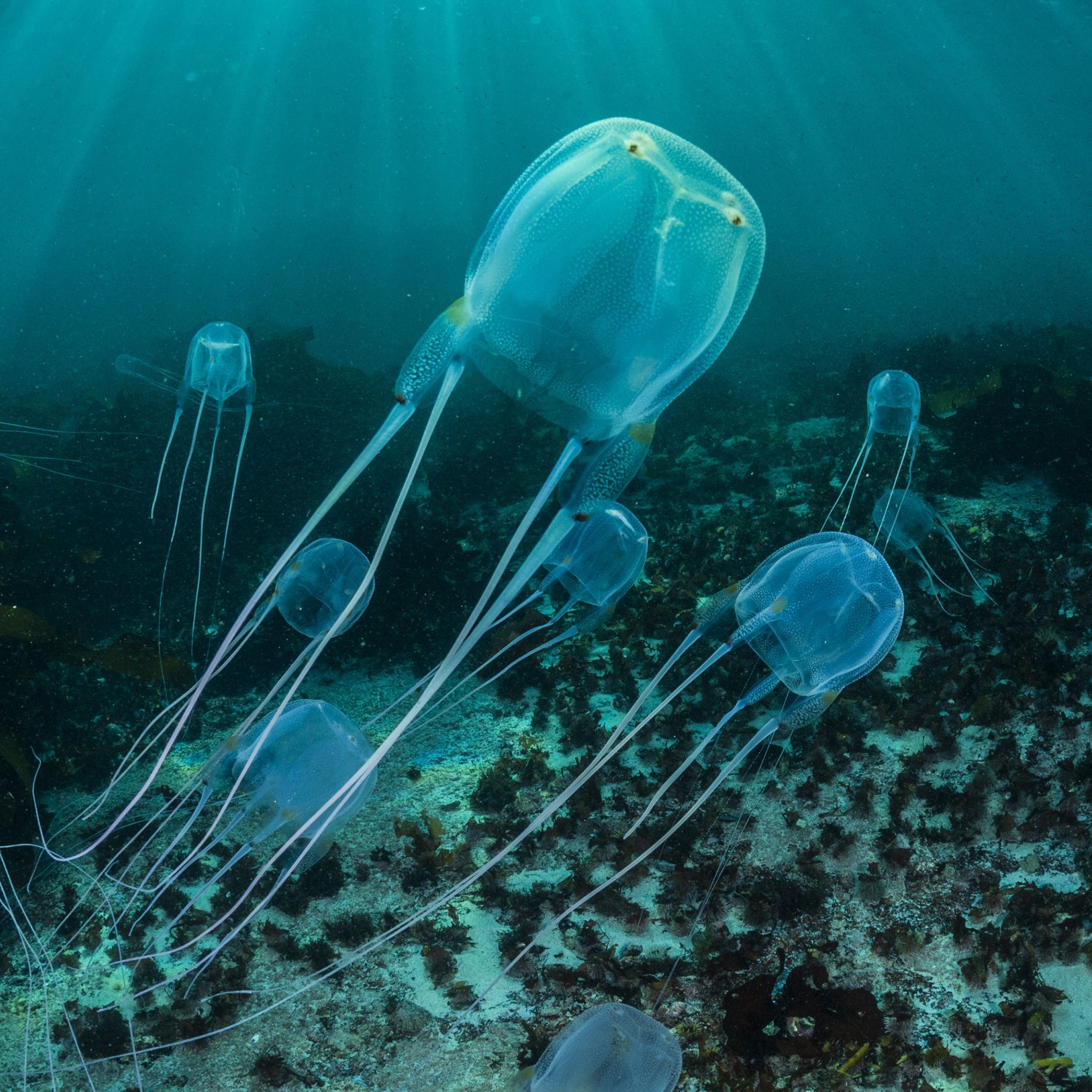 BOX JELLY FISH Fun With Science BOX JELLY FISH Fun With Science
